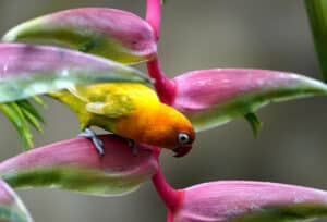 A Toplist Of 34 African Bird Species-An Oversight - Sharing My Fever ...