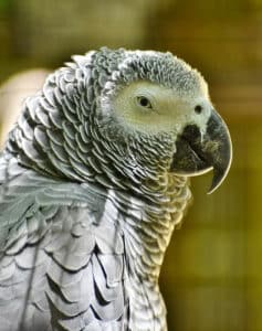 The African Grey Bird - 11 Facts And Insights! - Sharing My Fever For ...