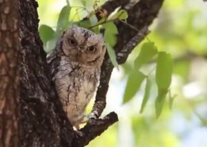The African Spotted Owl - And 13 More African Owls Described For You ...