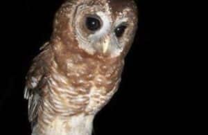 The African Spotted Owl - And 13 More African Owls Described For You ...