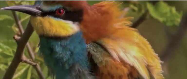 9 Colorful African Birds-The Prettiest Of Them All - Sharing My Fever ...