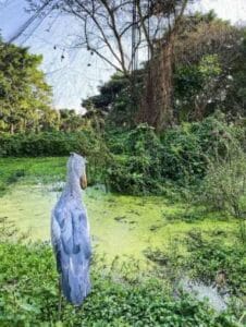 The Scary Shoebill Stork Bird - But Is It Really That Scary? - Sharing ...