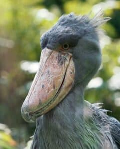 The Scary Shoebill Stork Bird - But Is It Really That Scary? - Sharing ...