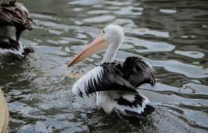 The Great White Pelican- Insights On The Wingspan And More - Sharing My ...