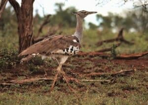 The Kori Bustard Bird: A Heavy Bird, But Light Enough To Fly! - Sharing ...