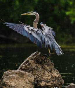 The Goliath Heron Bird - 10 Interesting Facts - Sharing My Fever For Africa