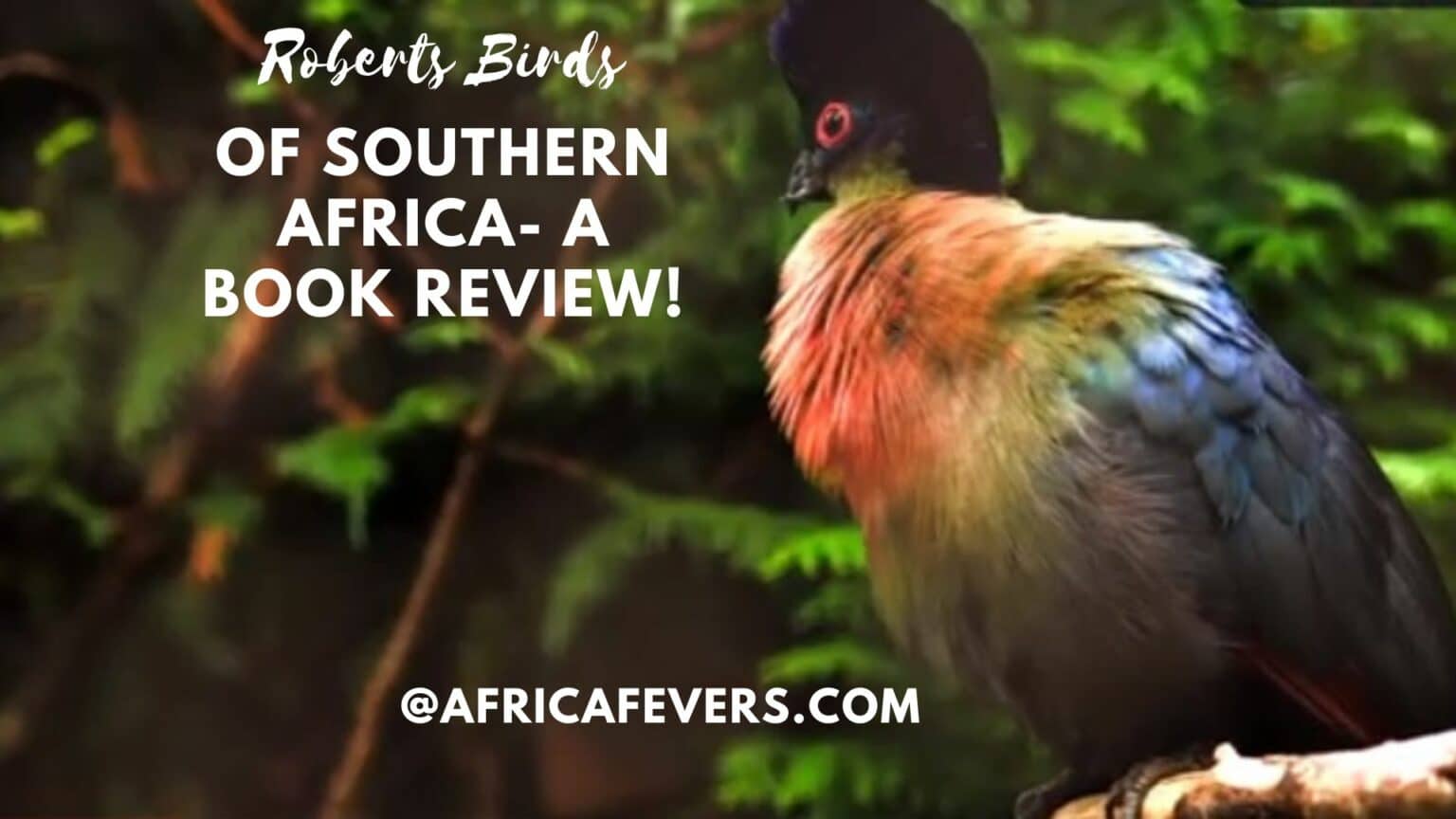 What Kind Of Birds Have A Long Tail In Southern Africa? A Small List Of ...
