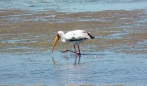 The African Sacred Ibis Bird: The Role Of Birds In African Mythology ...
