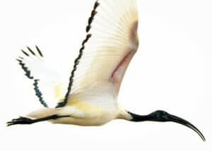 The African Sacred Ibis Bird: The Role Of Birds In African Mythology ...