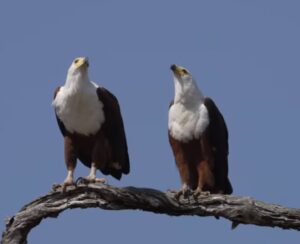 7 Facts On The African Fish Eagle: Africa's Most Iconic Raptor ...