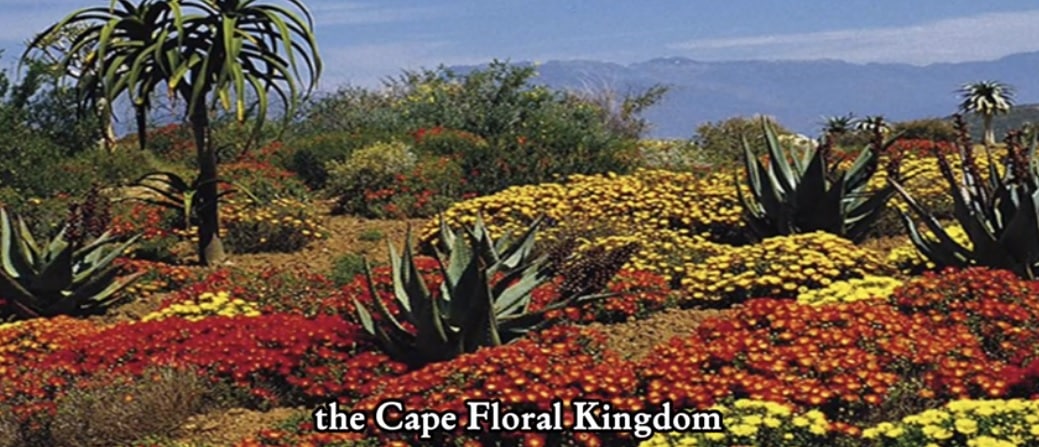 A Journey Through Cape Floral Region Protected Areas: Preserving ...