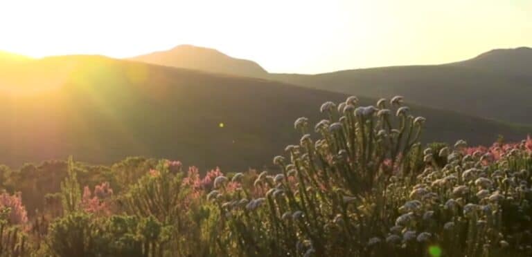 A Journey Through Cape Floral Region Protected Areas: Preserving ...