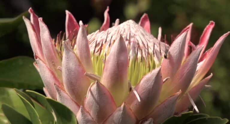 A Journey Through Cape Floral Region Protected Areas: Preserving ...