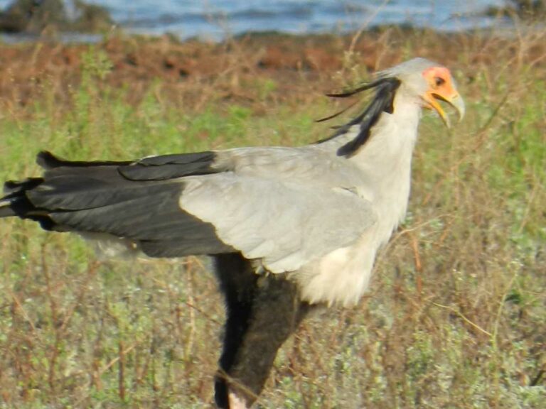 The African Secretary Bird: Africa's Killer Queen Bird - Sharing My ...