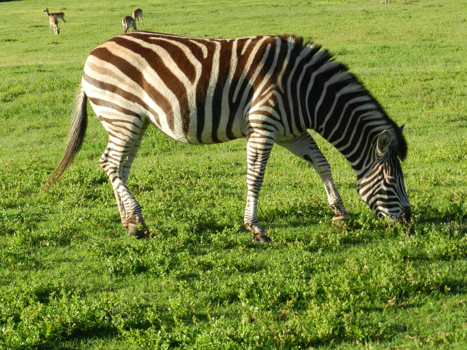 Why Zebras Can't Be Domesticated — The Surprising Reason I Discovered ...