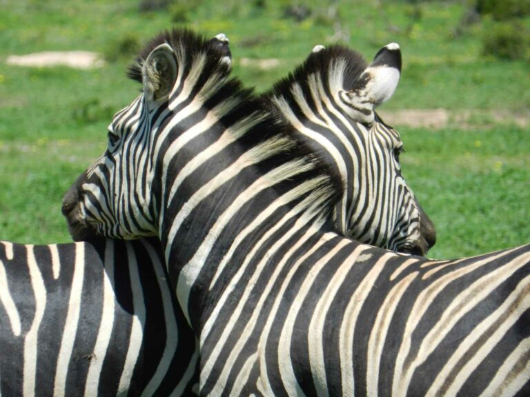 Why Zebras Can't Be Domesticated — The Surprising Reason I Discovered ...