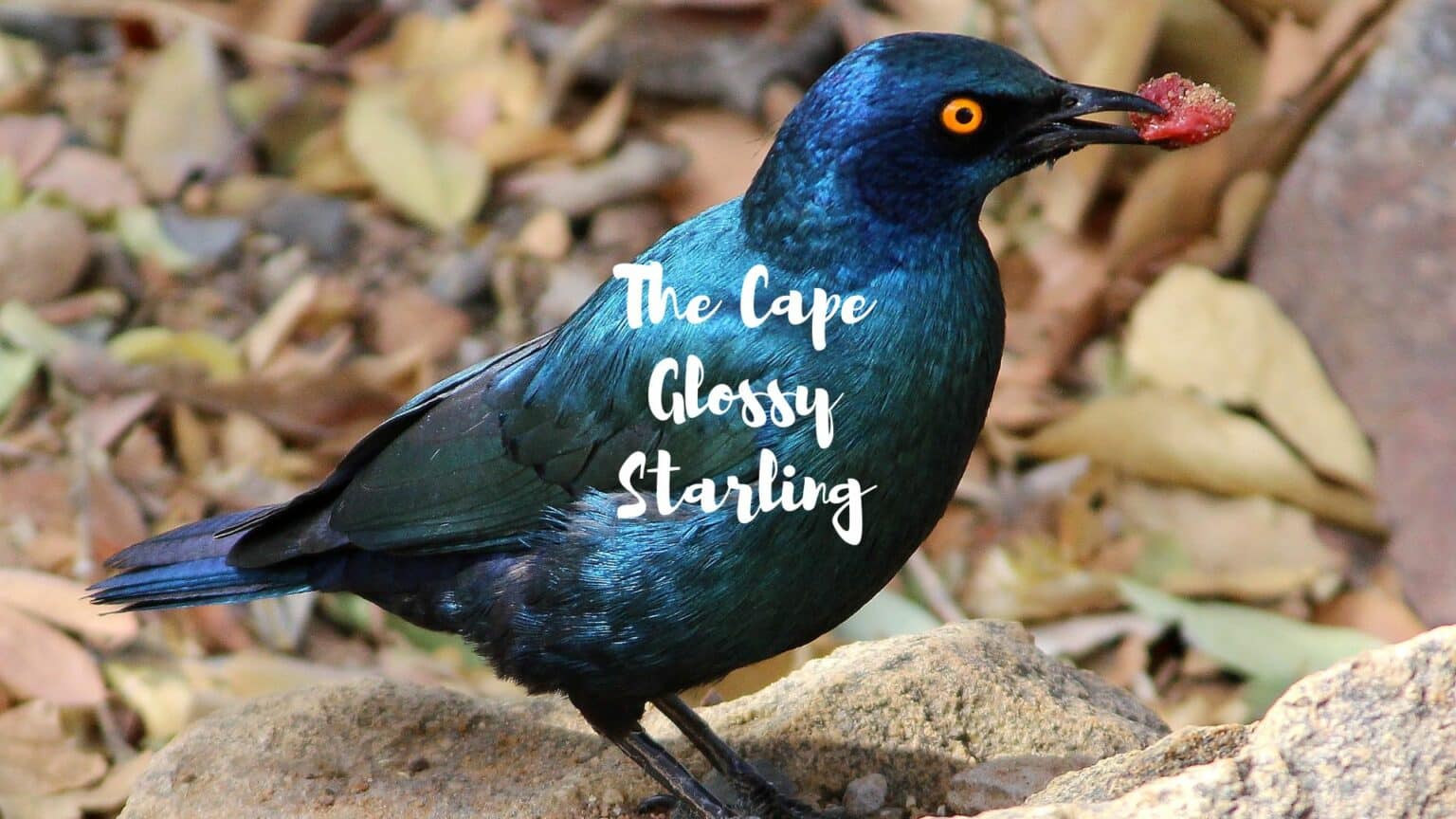The Captivating Cape Sugarbird In South Africa's Wilderness: Winged ...