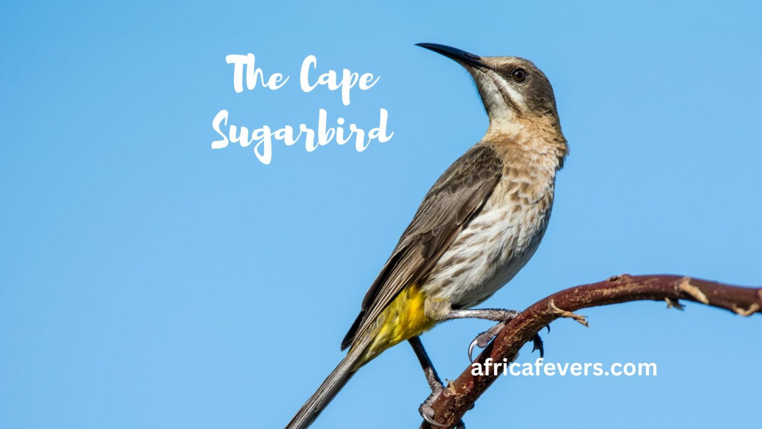 A Journey Through Cape Floral Region Protected Areas: Preserving ...
