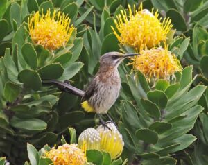 The Captivating Cape Sugarbird In South Africa's Wilderness: Winged ...