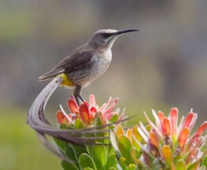 The Captivating Cape Sugarbird In South Africa's Wilderness: Winged ...