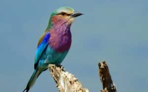 The Stunning Lilac-Breasted Roller Bird - A Bird Of Many Colors ...