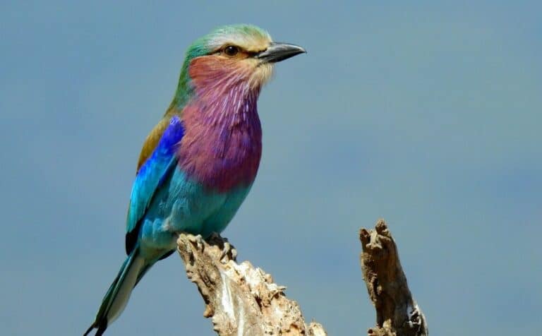 The Stunning Lilac-Breasted Roller Bird - A Bird Of Many Colors ...