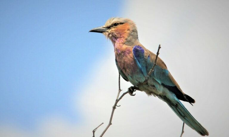 The Stunning Lilac-Breasted Roller Bird - A Bird Of Many Colors ...