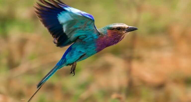 The Stunning Lilac-Breasted Roller Bird - A Bird Of Many Colors ...