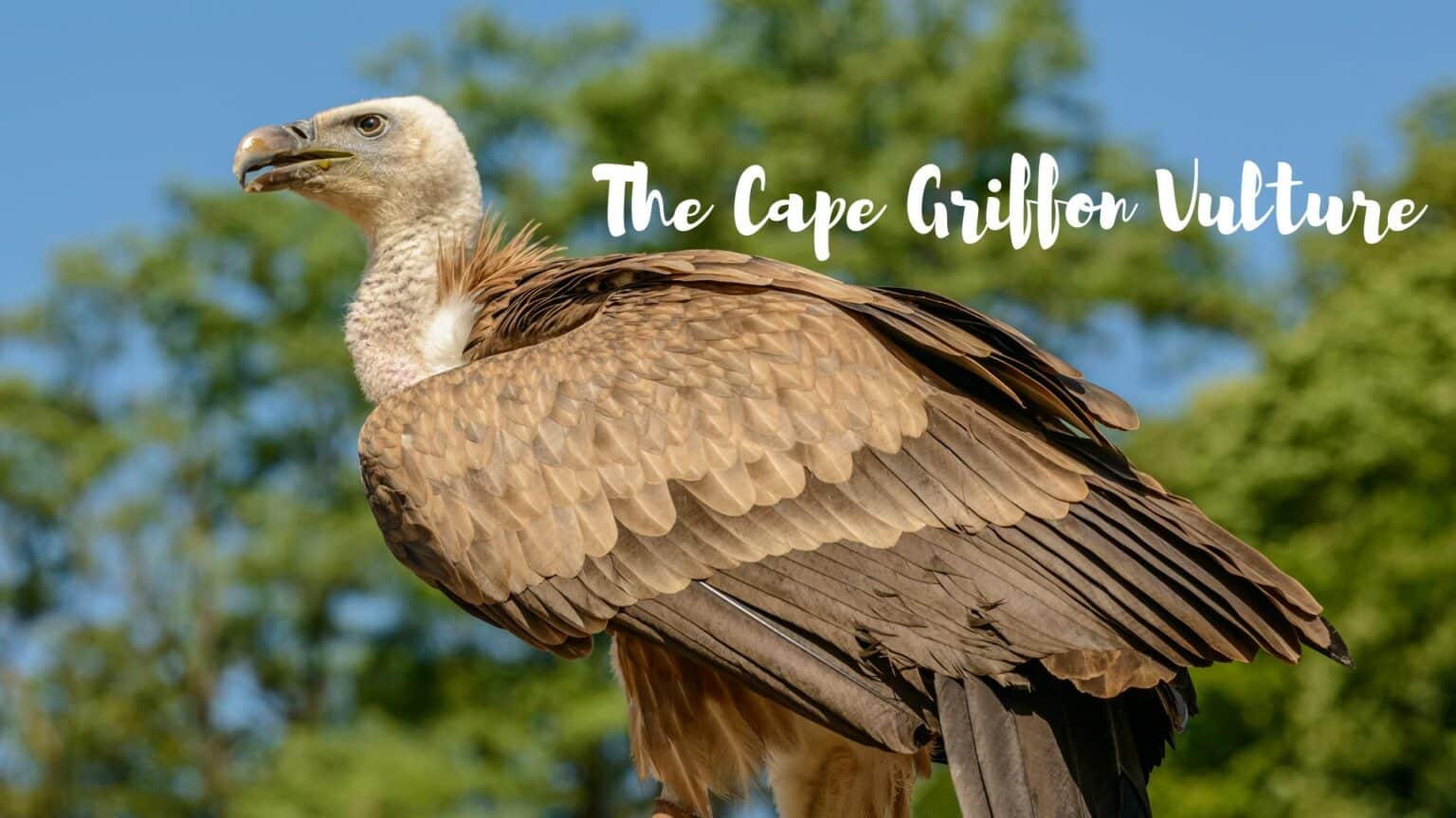 A Journey Through Cape Floral Region Protected Areas: Preserving ...