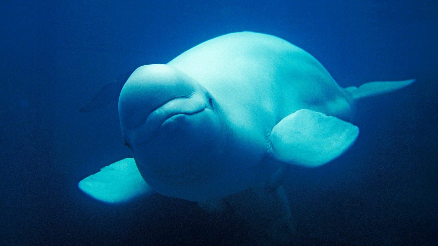 Discover De Hoop Collection Nature Reserve: Where Wildlife Meets Wow ...