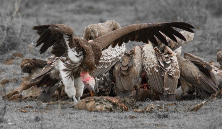 Lappet-Faced Vulture Colonies: Understanding The Social Dynamics And ...