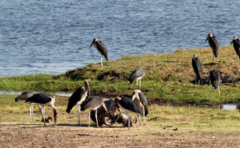 13 Facts About The Intriguing African Marabou Stork: Beyond Its Life ...