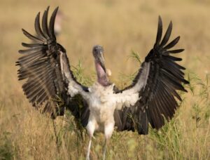 13 Facts About The Intriguing African Marabou Stork: Beyond Its Life ...