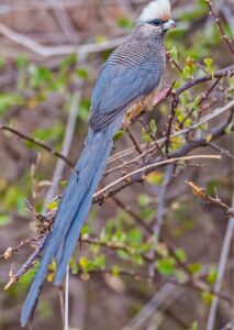 What Kind Of Birds Have A Long Tail In Southern Africa? A Small List Of ...
