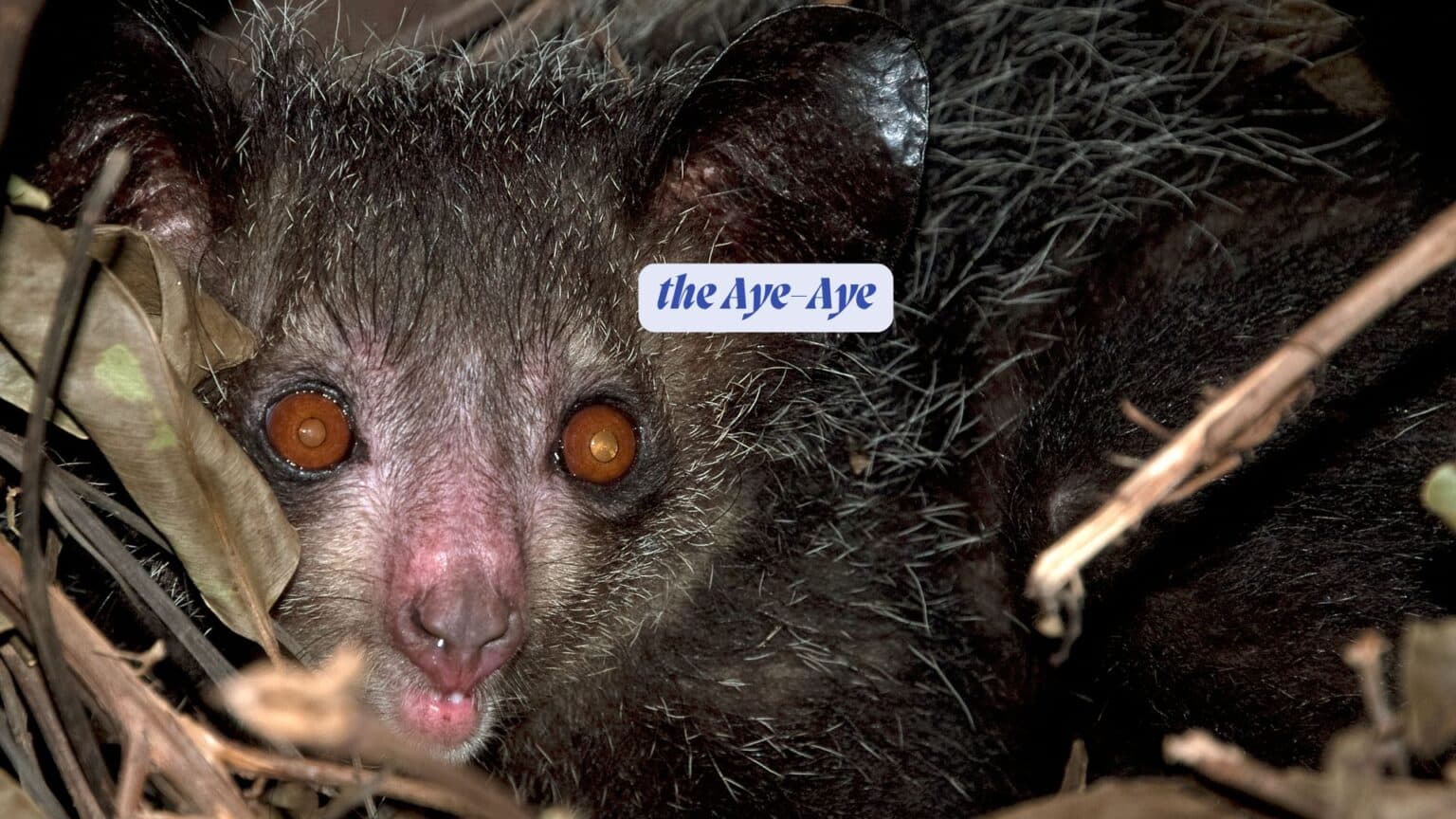 10 Rare Animal Sightings in Africa That Will Leave You Speechless ...