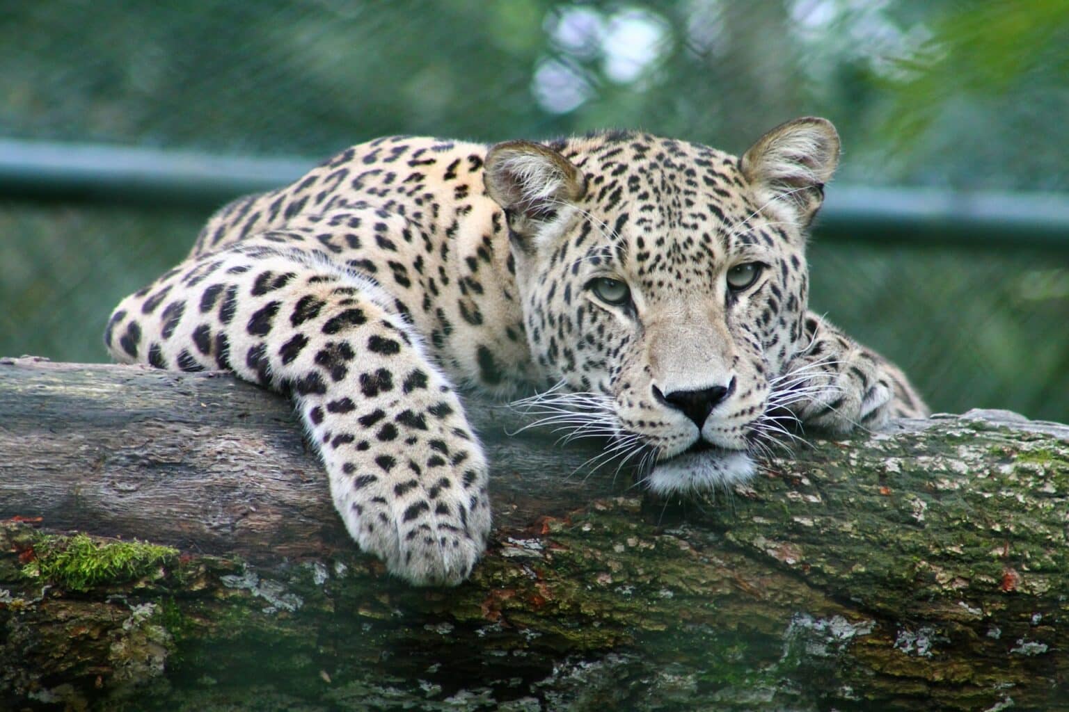 Discover the Wonders of African Animal Tracks - Sharing My Fever For Africa
