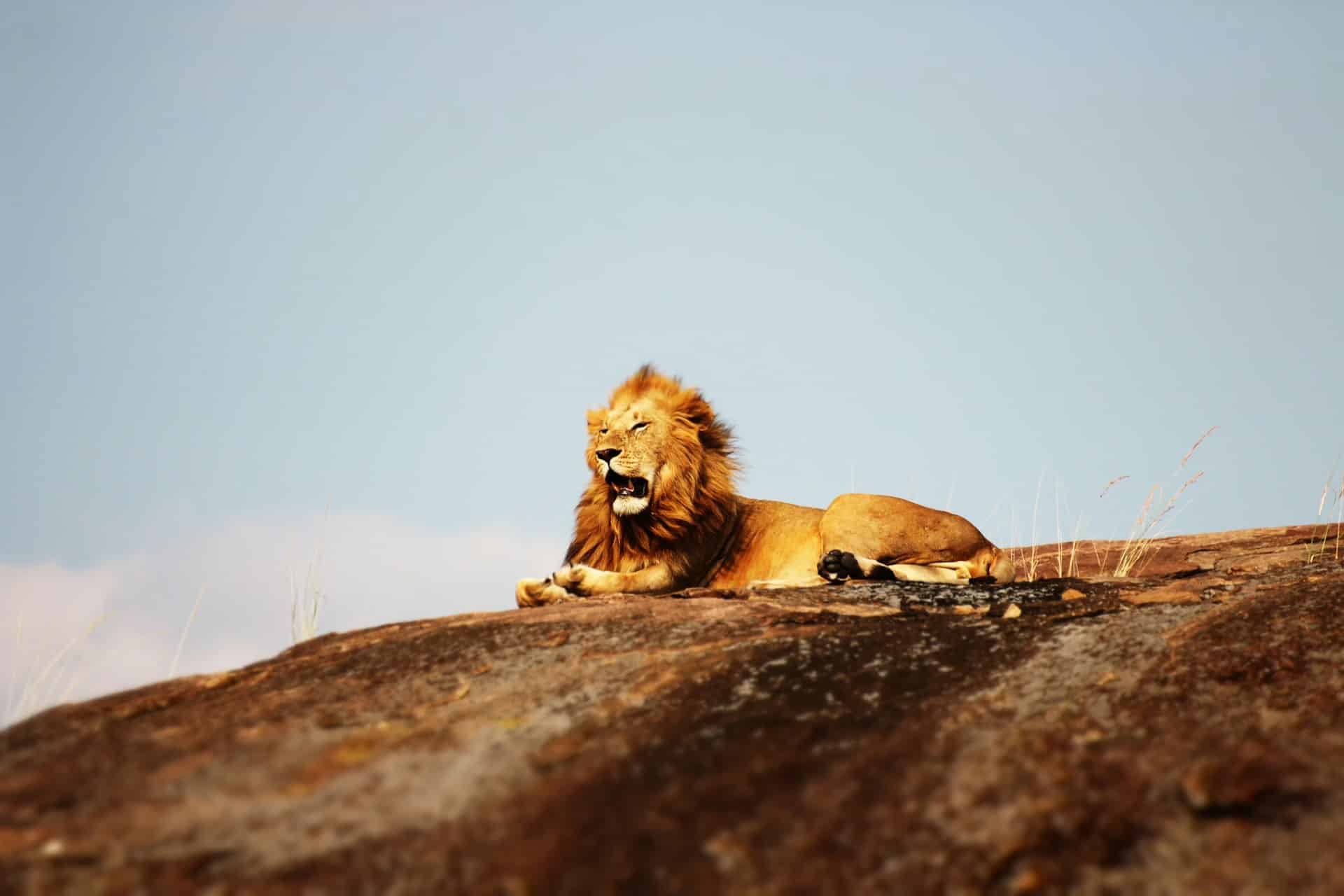 Discover the Wonders of African Animal Tracks - Sharing My Fever For Africa