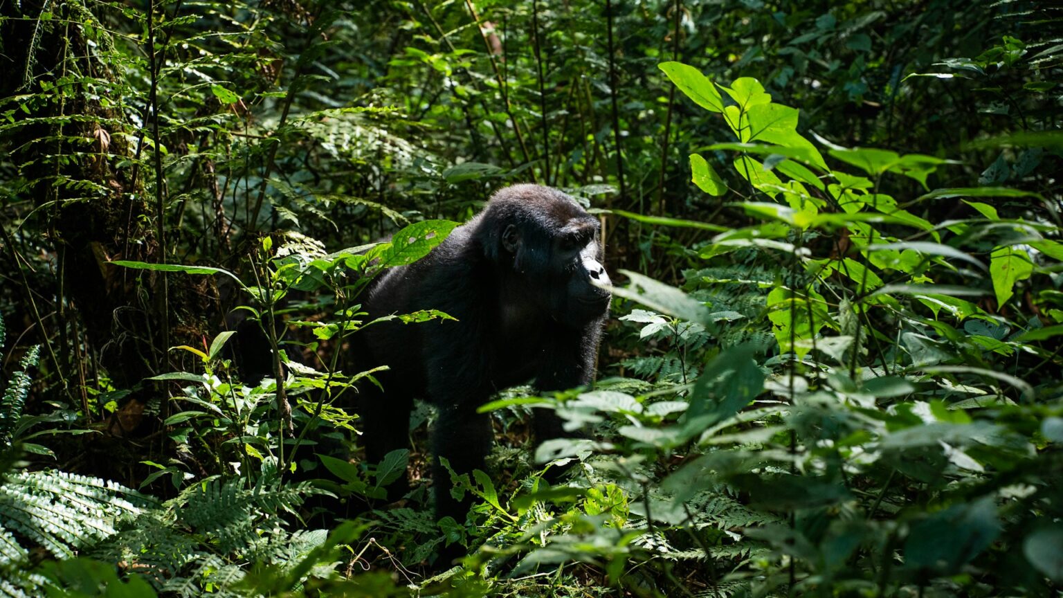 10 Magical Forests in Africa That Will Make You Feel Like You’re in a ...