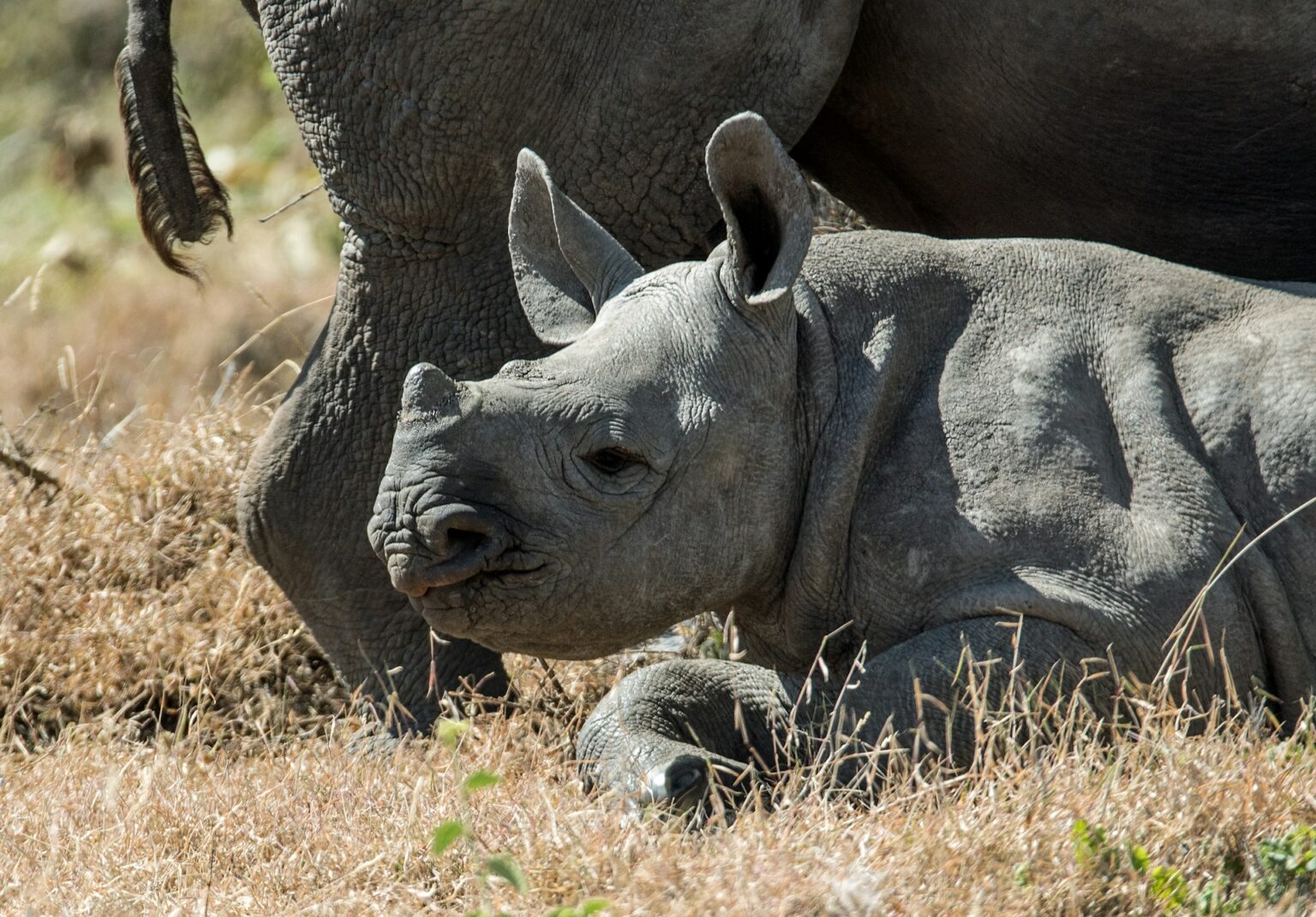 10 African Wildlife Sanctuaries Doing Amazing Conservation Work ...