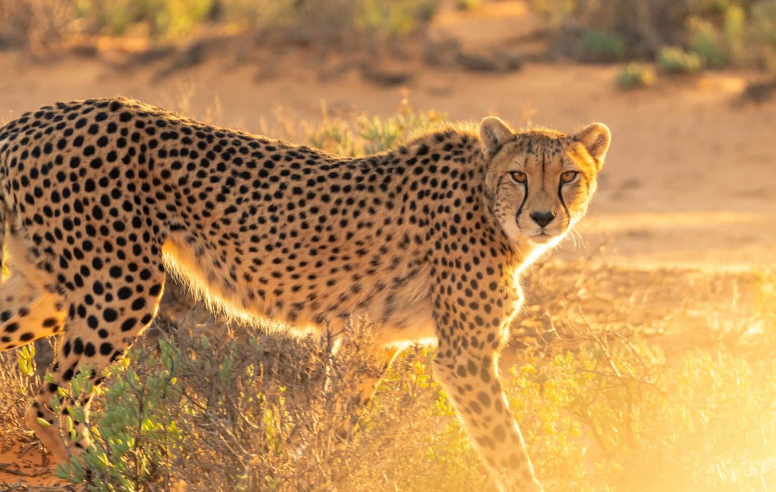 10 African Wildlife Sanctuaries Doing Amazing Conservation Work ...