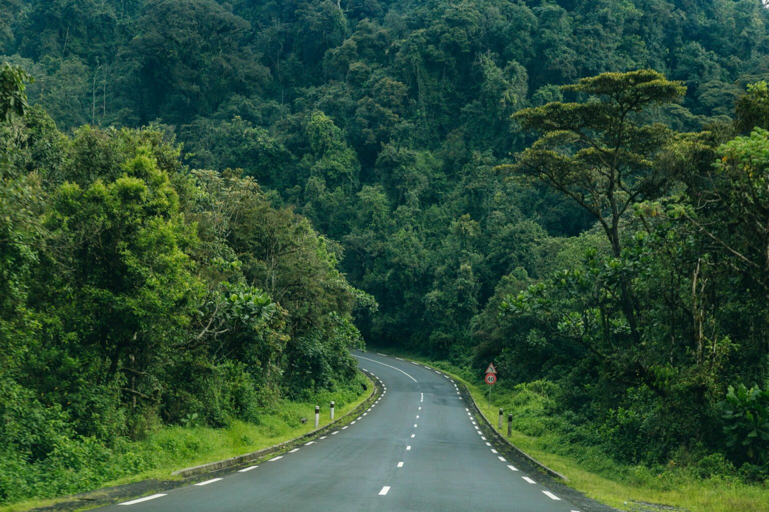 10 Magical Forests in Africa That Will Make You Feel Like You’re in a ...