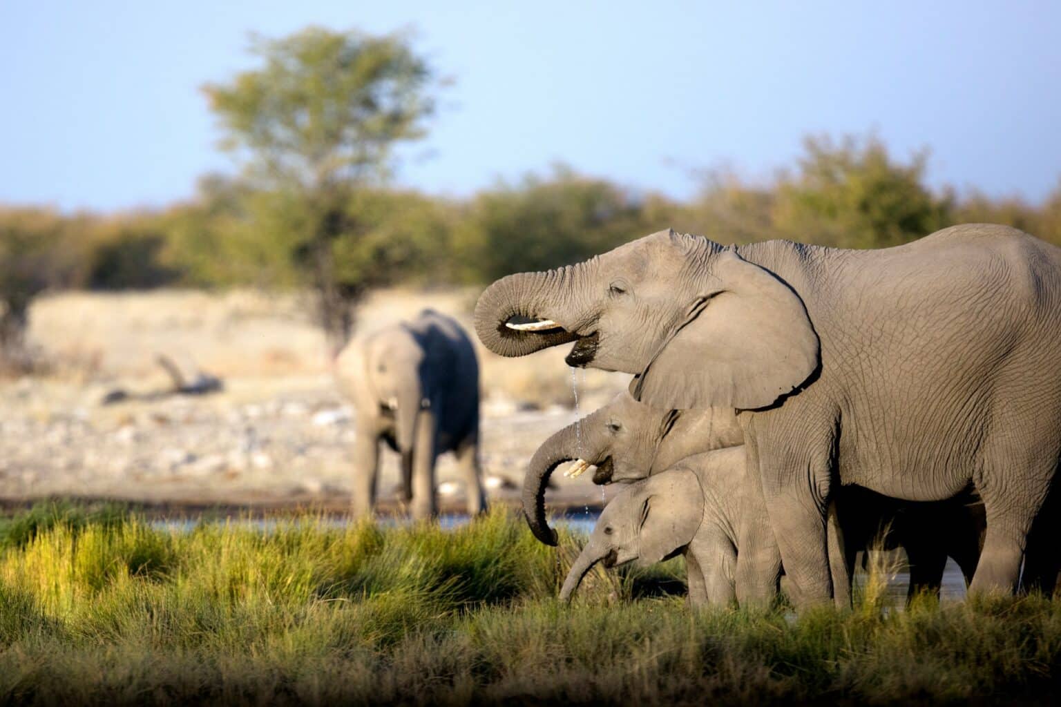 How Elephants Get Drunk in the Wild — And Other Bizarre Behaviors I've ...