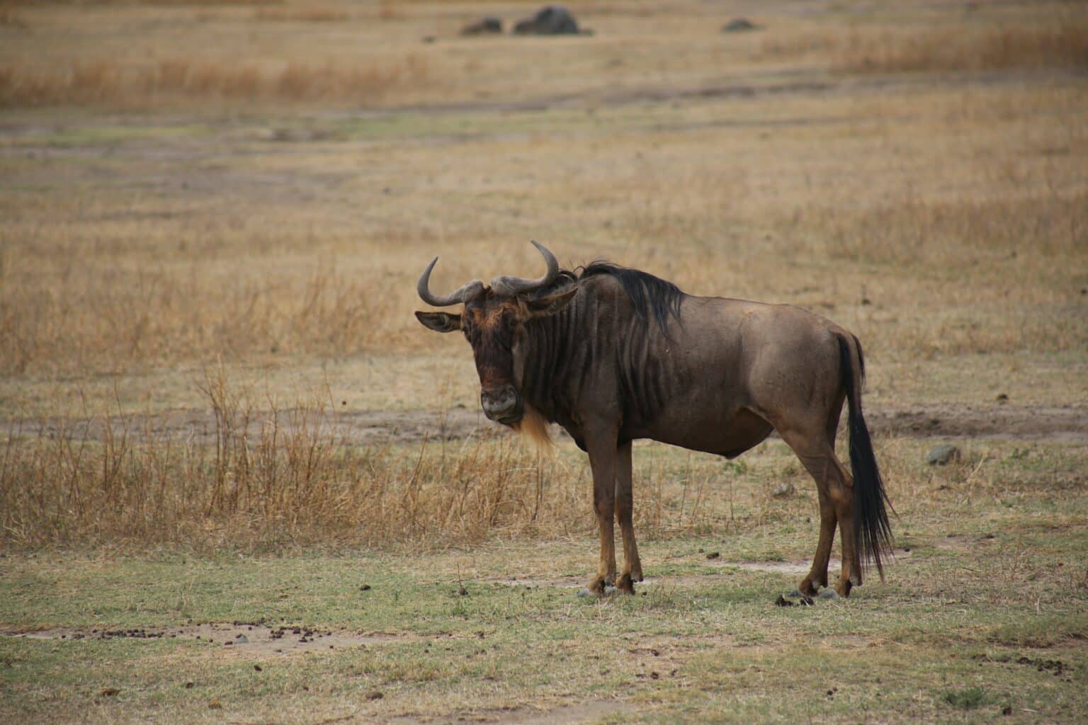 Here’s How to Spot Rare Black Rhinos in the Wild—5 Best Locations ...
