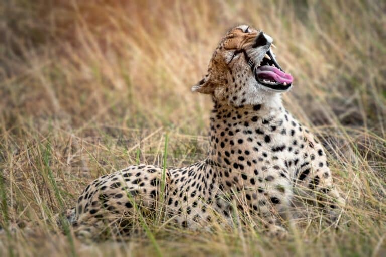 15 African Wildlife Facts That Will Blow Your Mind! - Sharing My Fever ...