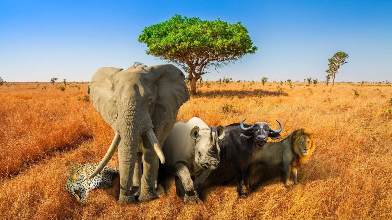 The Ultimate Guide to Spotting Africa's Big 5 Animals in the Wild ...