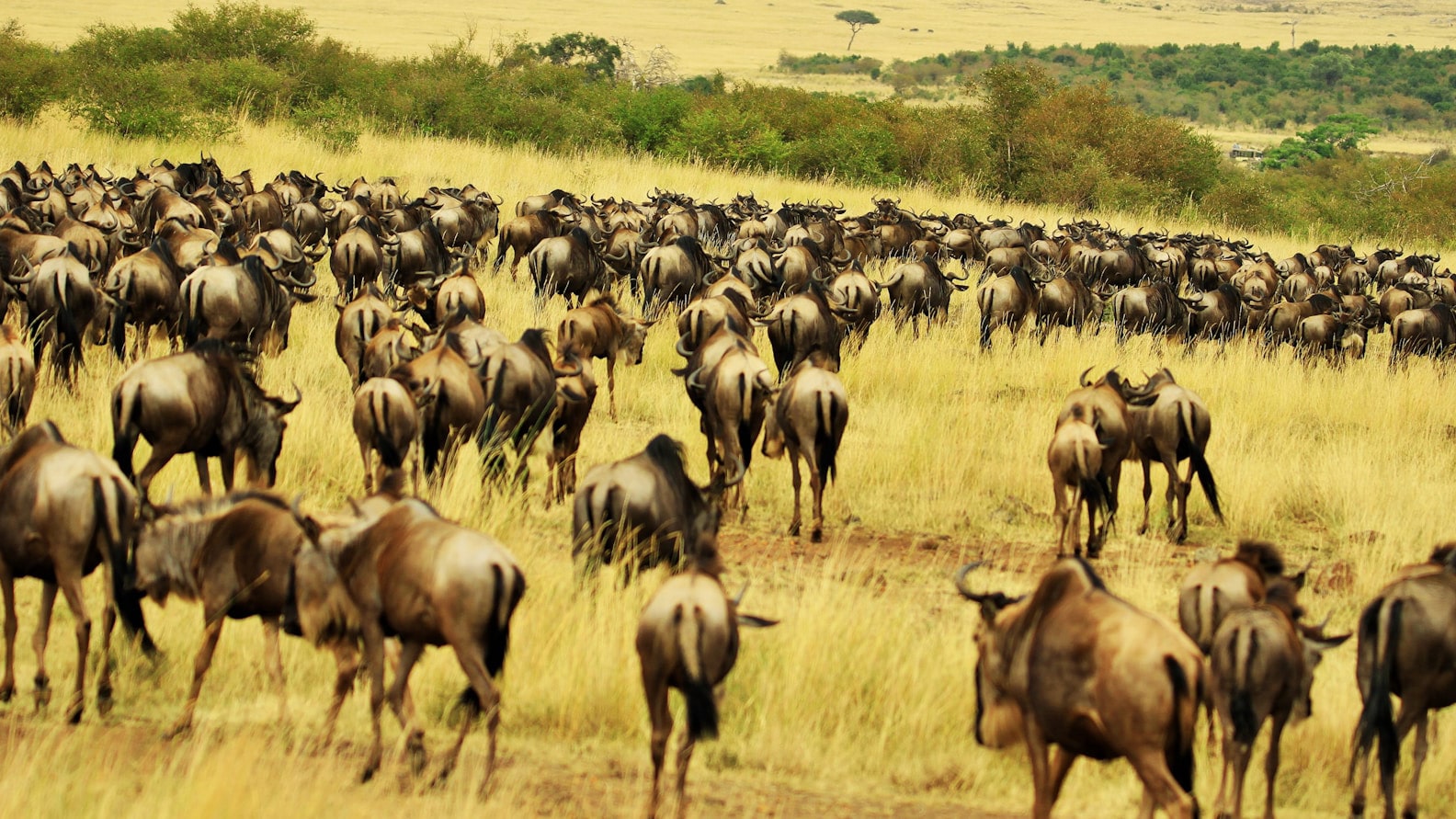 10 of Africa's Most Incredible Wildlife Migrations — When and Where to ...