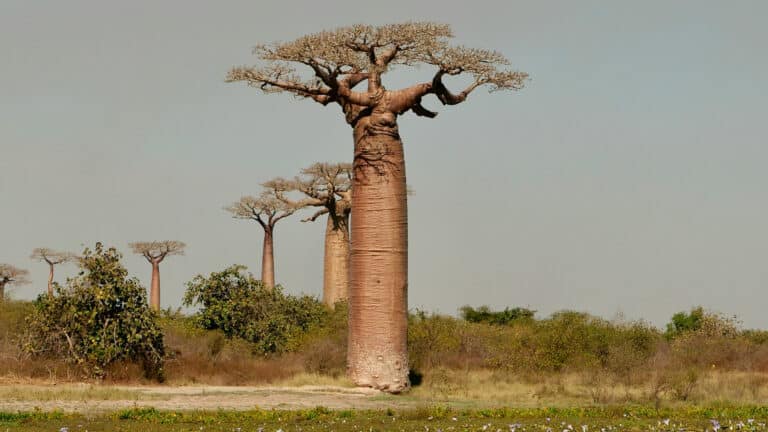 How Long Can Baobab Trees Live? 7 Little-Known Facts About Africa's ...