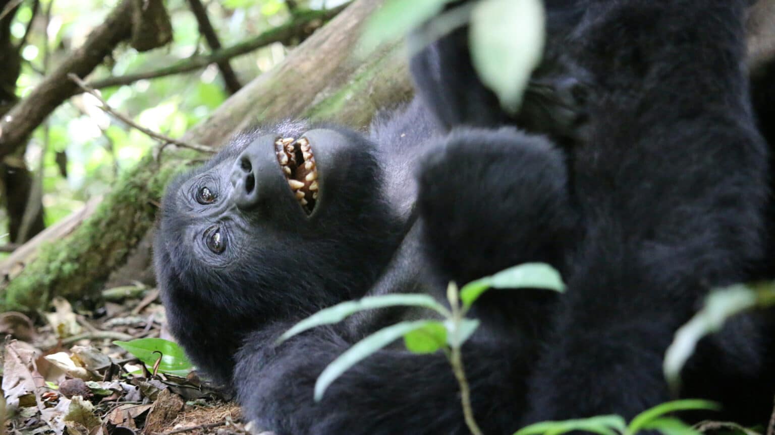 10 African Animals You Might Not Know Are Endangered - Sharing My Fever ...