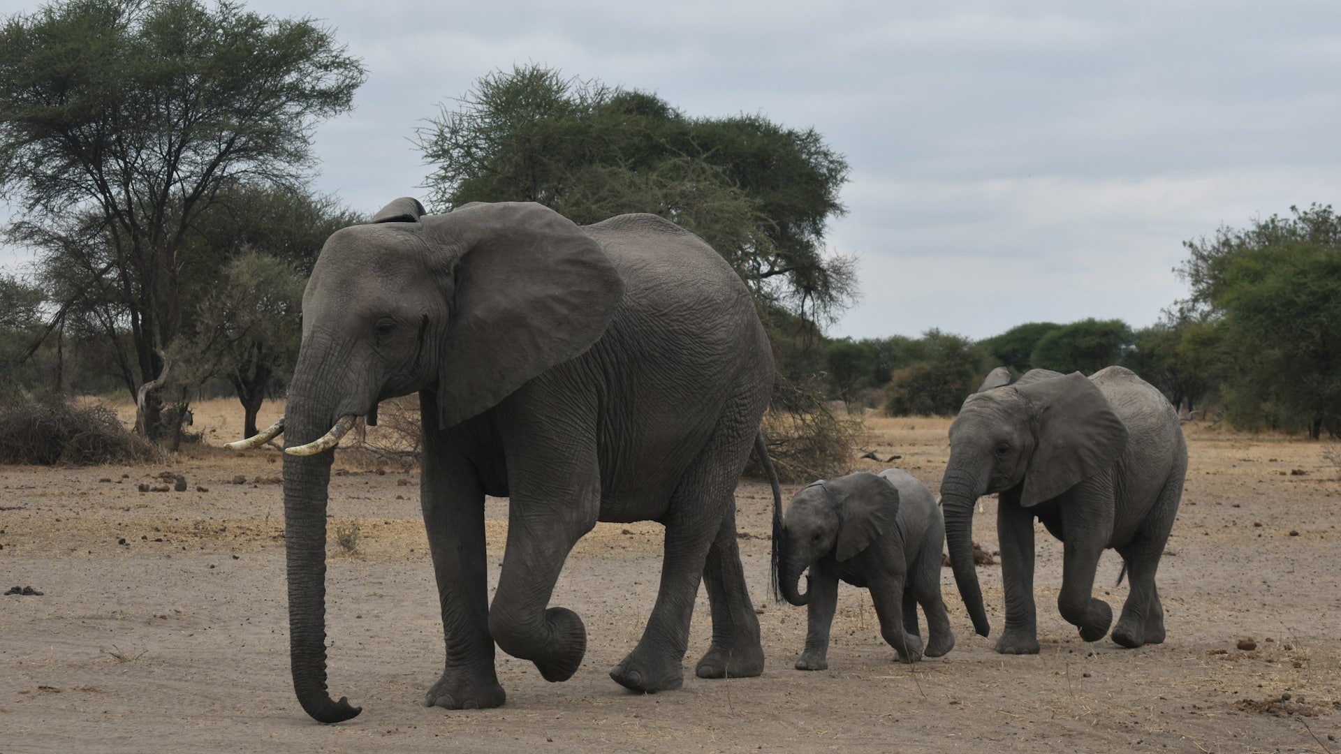 10 of Africa's Most Incredible Wildlife Migrations — When and Where to ...