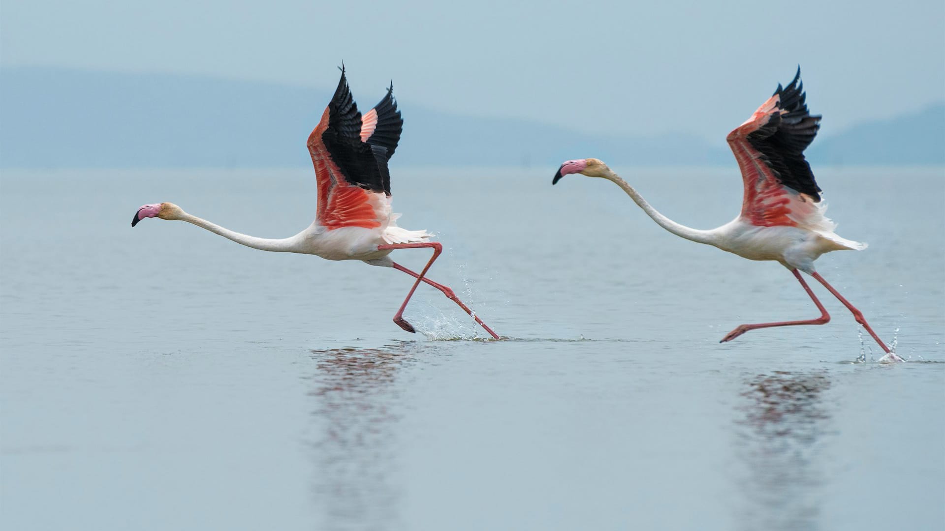 10 of Africa's Most Incredible Wildlife Migrations — When and Where to ...